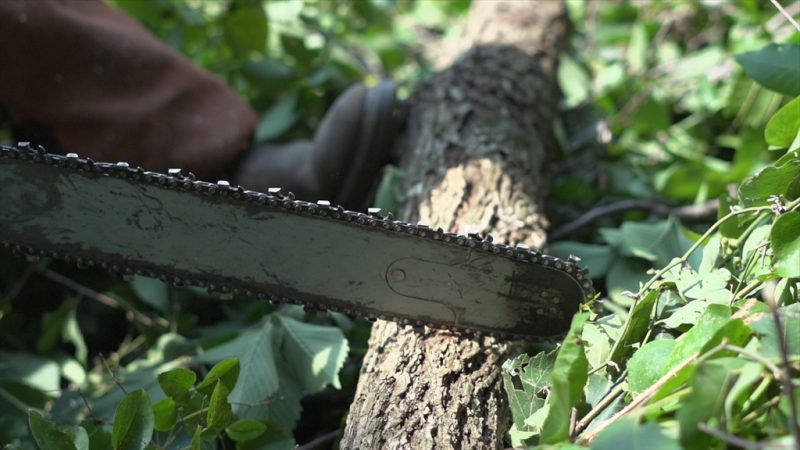 Right of Way Clearing | Tree Maintenance and Clearing | Riggs Tree