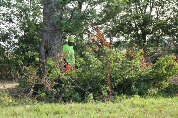 Right of Way Clearing | Tree Maintenance and Clearing | Riggs Tree