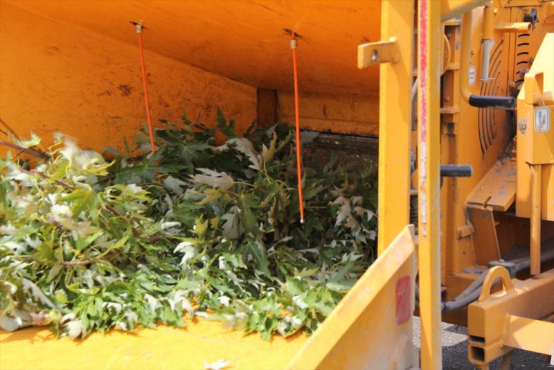 Right of Way Clearing | Tree Maintenance and Clearing | Riggs Tree